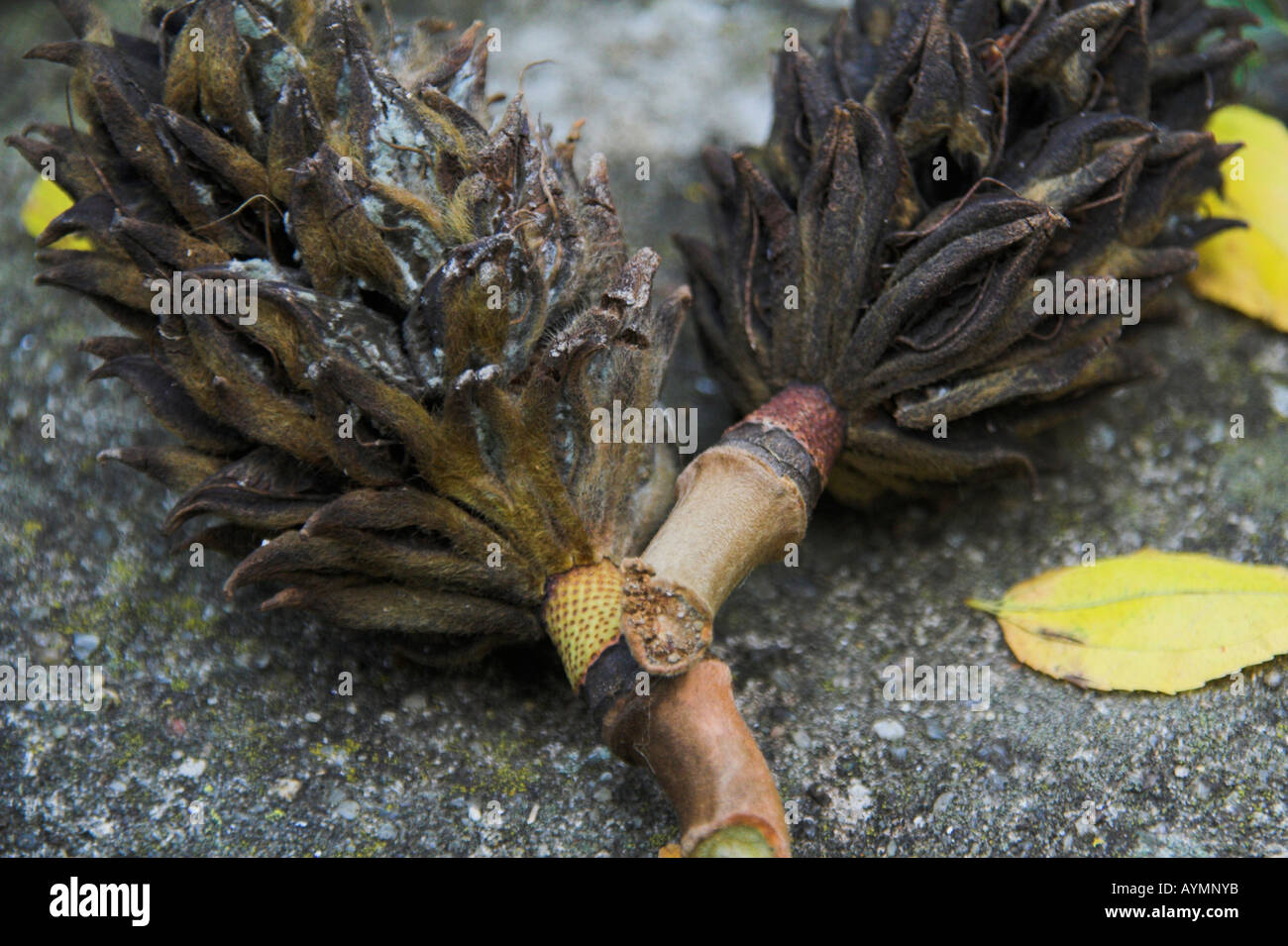 Fallen plants hi-res stock photography and images - Alamy