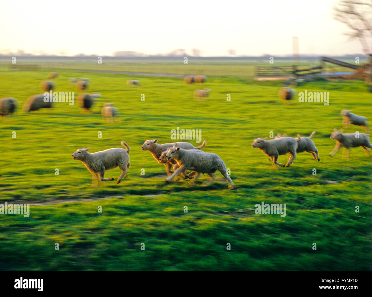 Running sheep at farmland Nord Holland Netherlands Stock Photo - Alamy