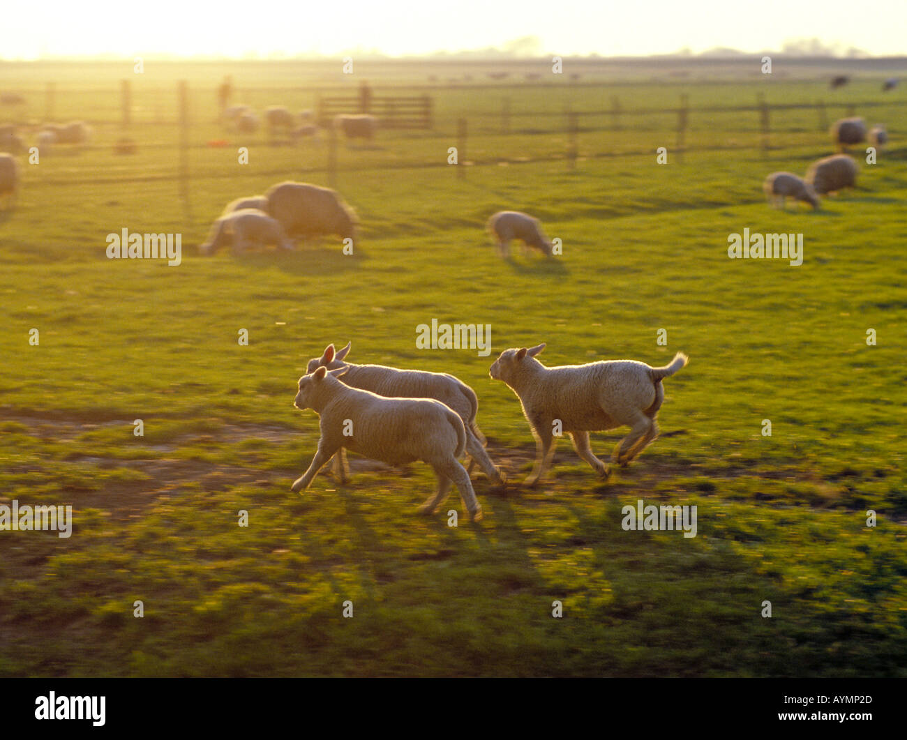 Running sheep at farmland in the evening Nord Holland Netherlands Stock ...