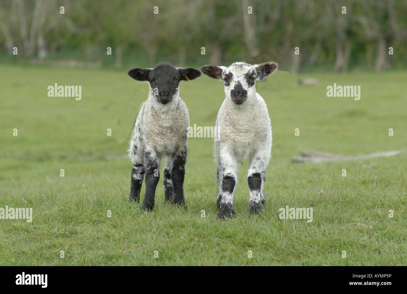 Spring lambs, Lympne, Kent, England Stock Photo - Alamy