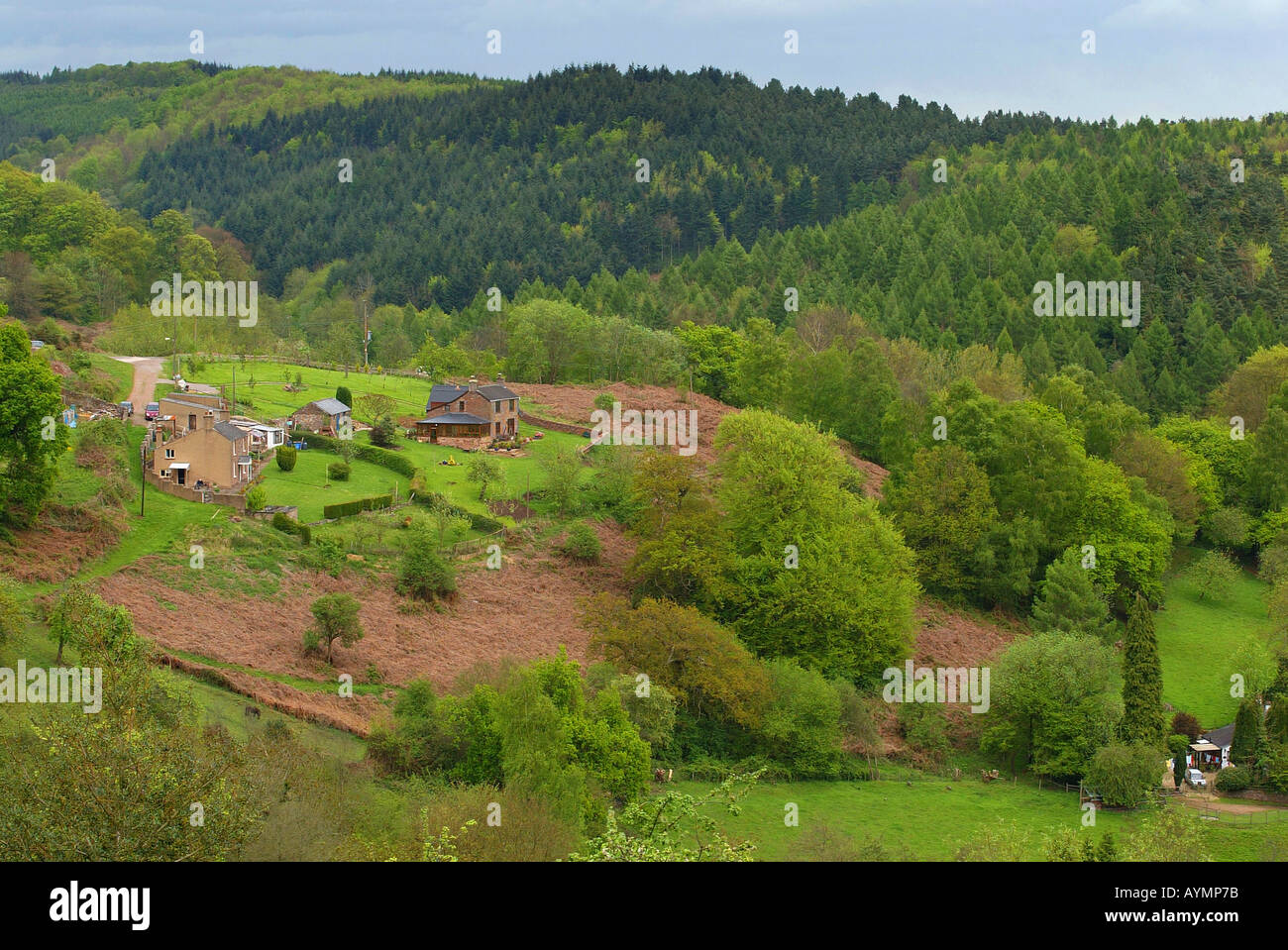 Forest of Dean Stock Photo - Alamy