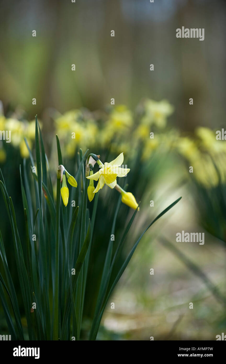 Narcissus pipit in woodland. Evenley Wood Gardens, Evenley ...