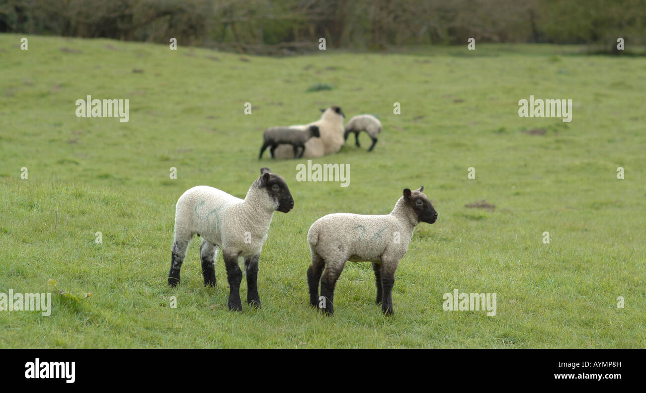 Spring lambs, Lympne, Kent, England Stock Photo - Alamy