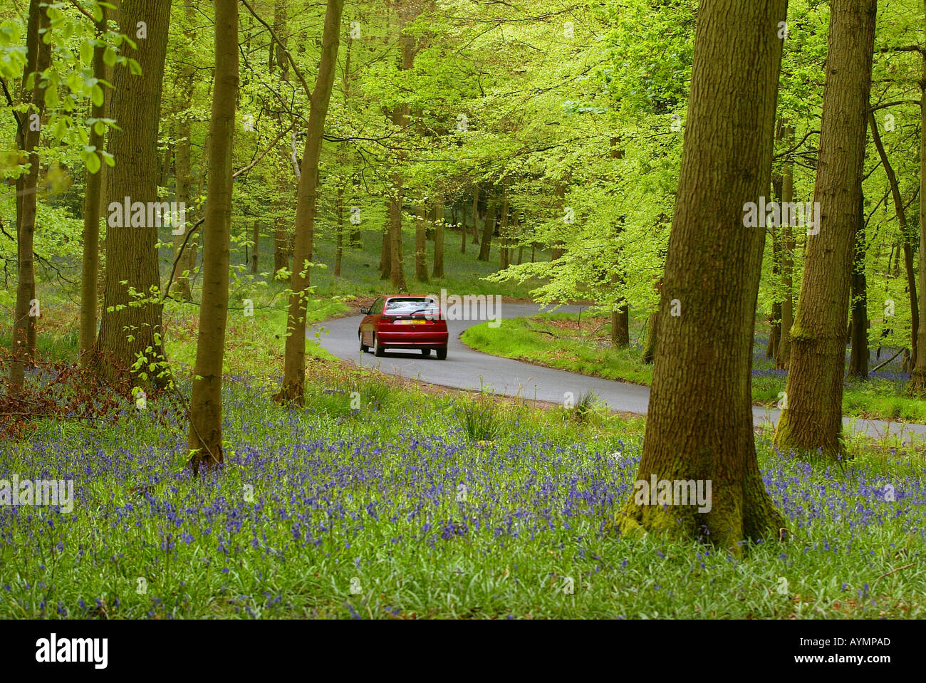 Forest of Dean Stock Photo - Alamy