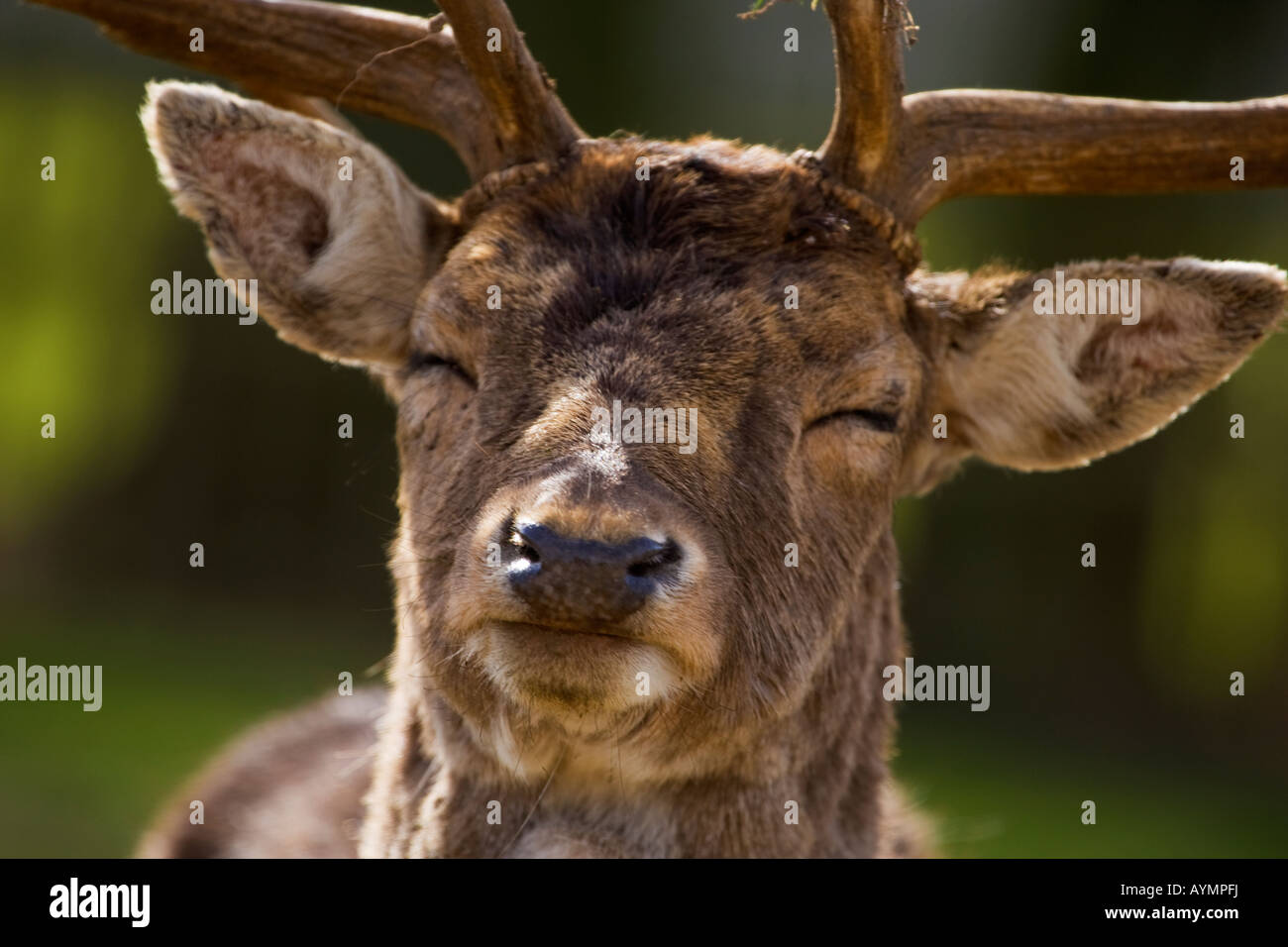 Face fauna hi-res stock photography and images - Alamy