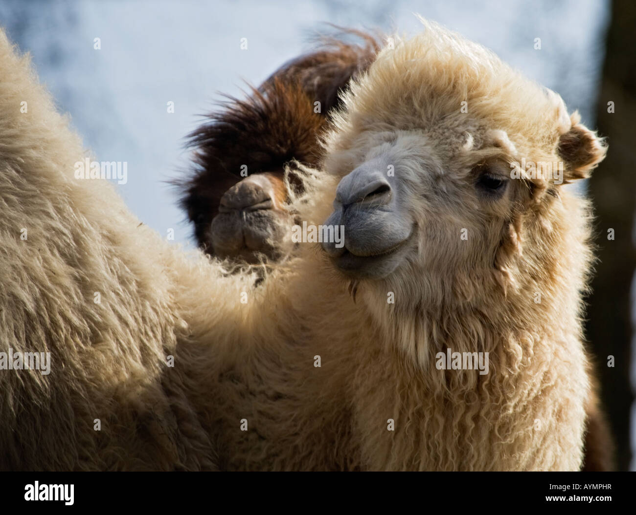 Bactrian kingdom hi-res stock photography and images - Alamy