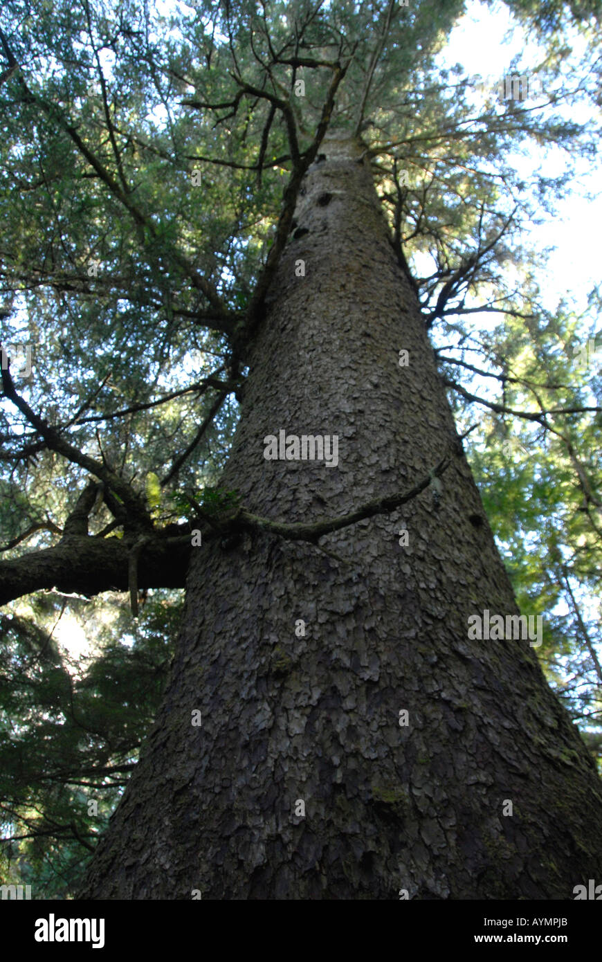 Giant Spruce tree Pacific Rim National Park Vancouver Island British ...