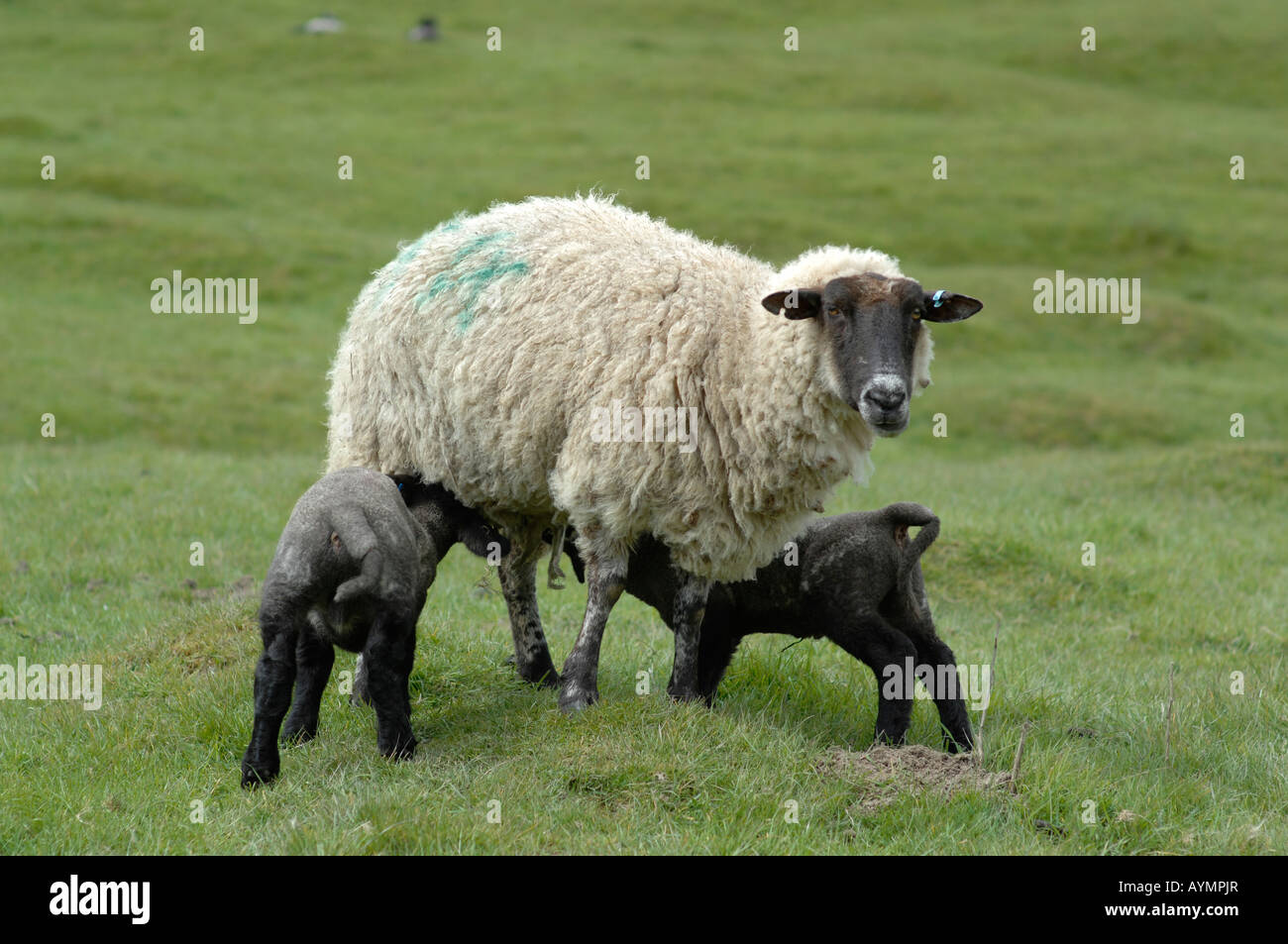 Kent marshes sheep hi-res stock photography and images - Alamy