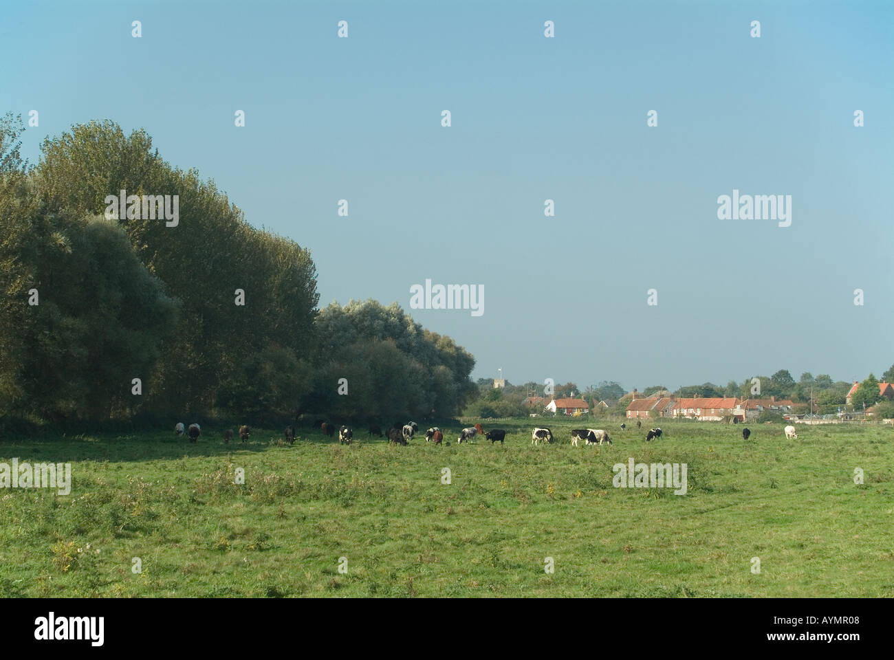 Norfolk cows hi-res stock photography and images - Alamy