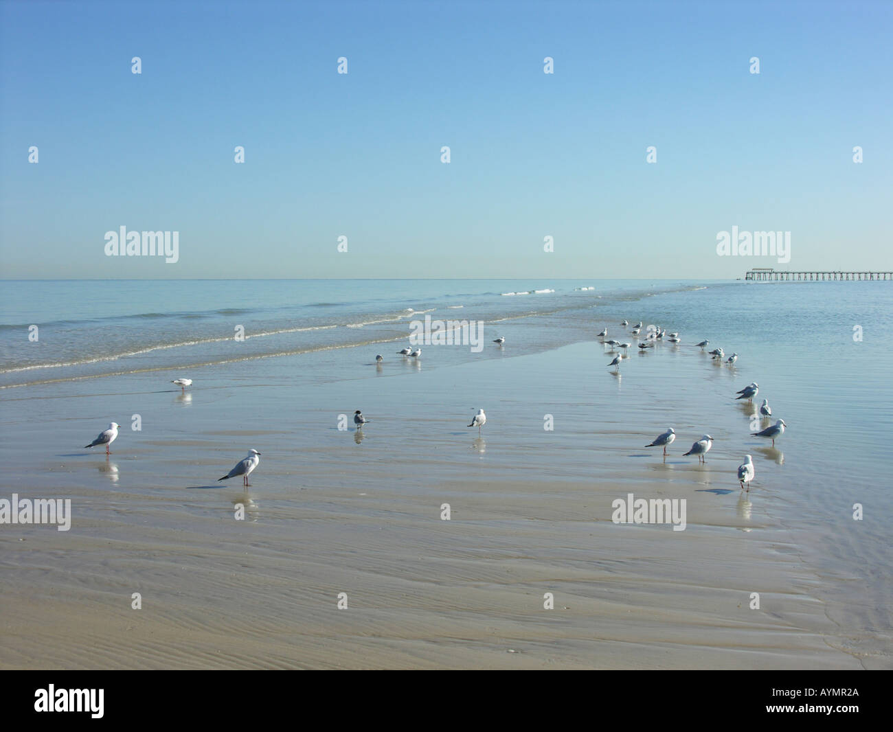 Flock of sea gulls on beach in shallow water Jetty in background ...