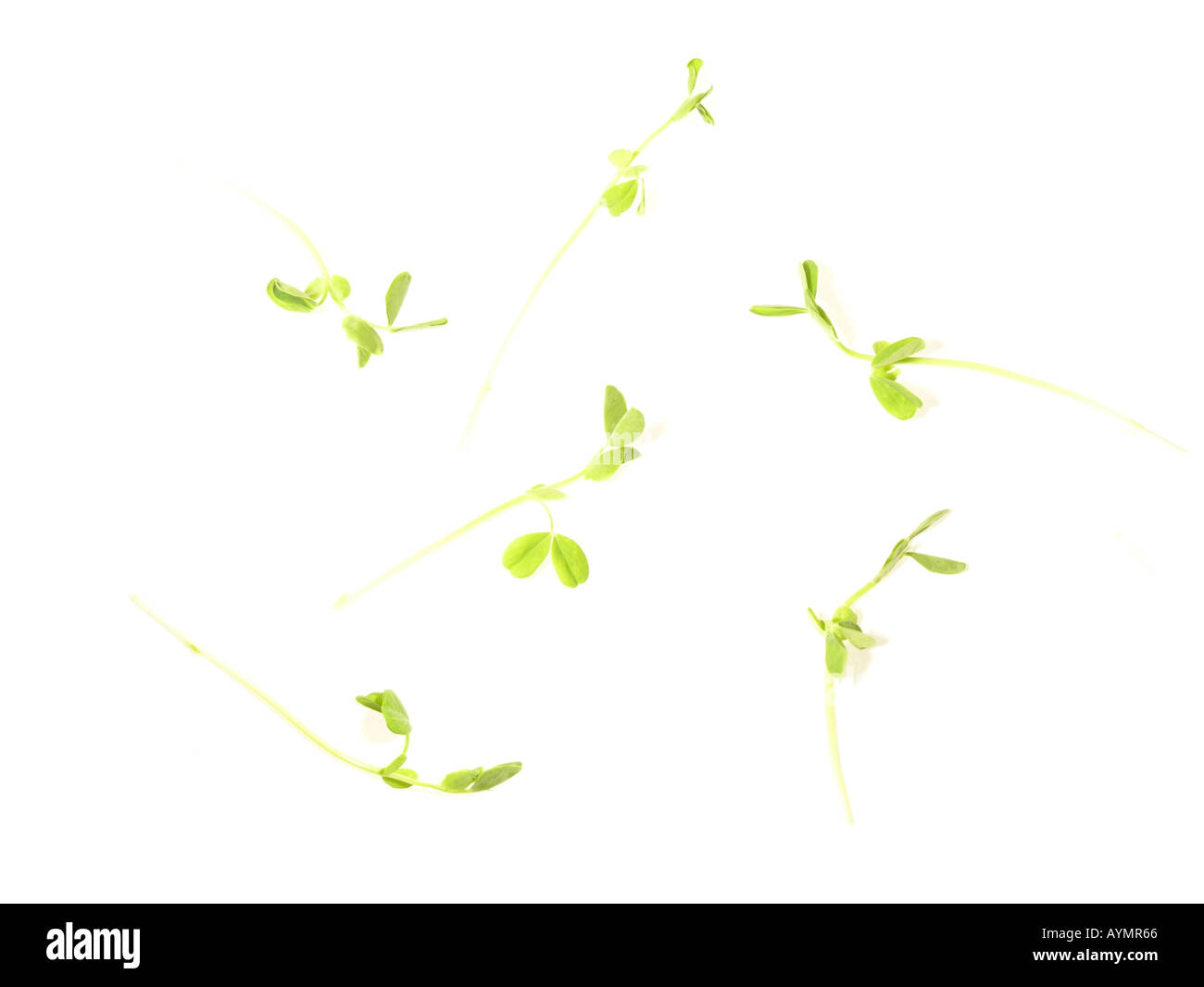 Snow pea shoot hi-res stock photography and images - Alamy