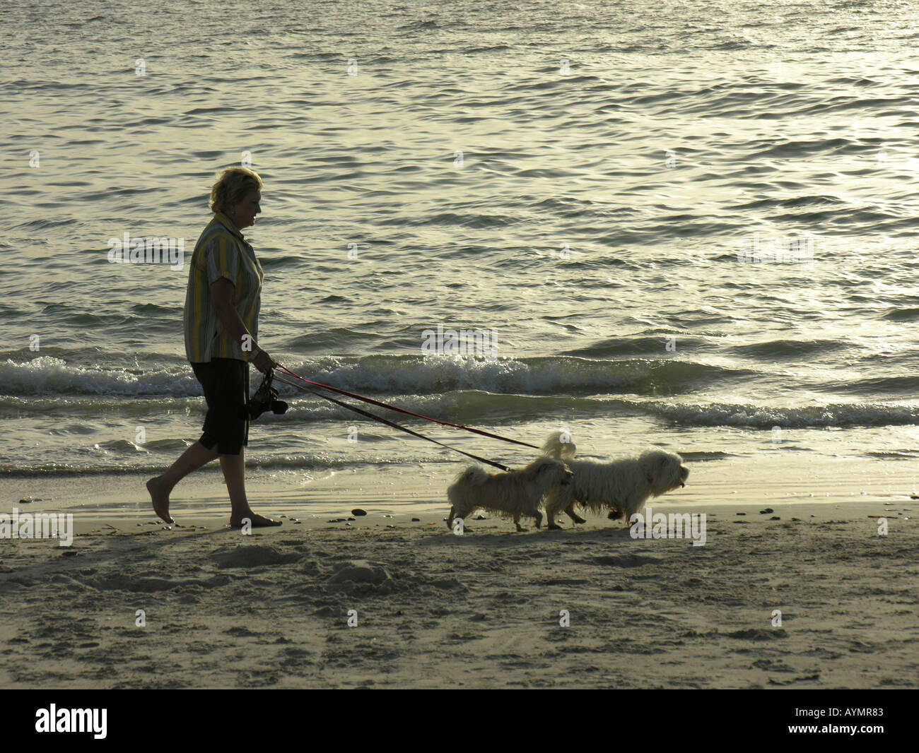 Woman walking two small dogs on beach Stock Photo - Alamy