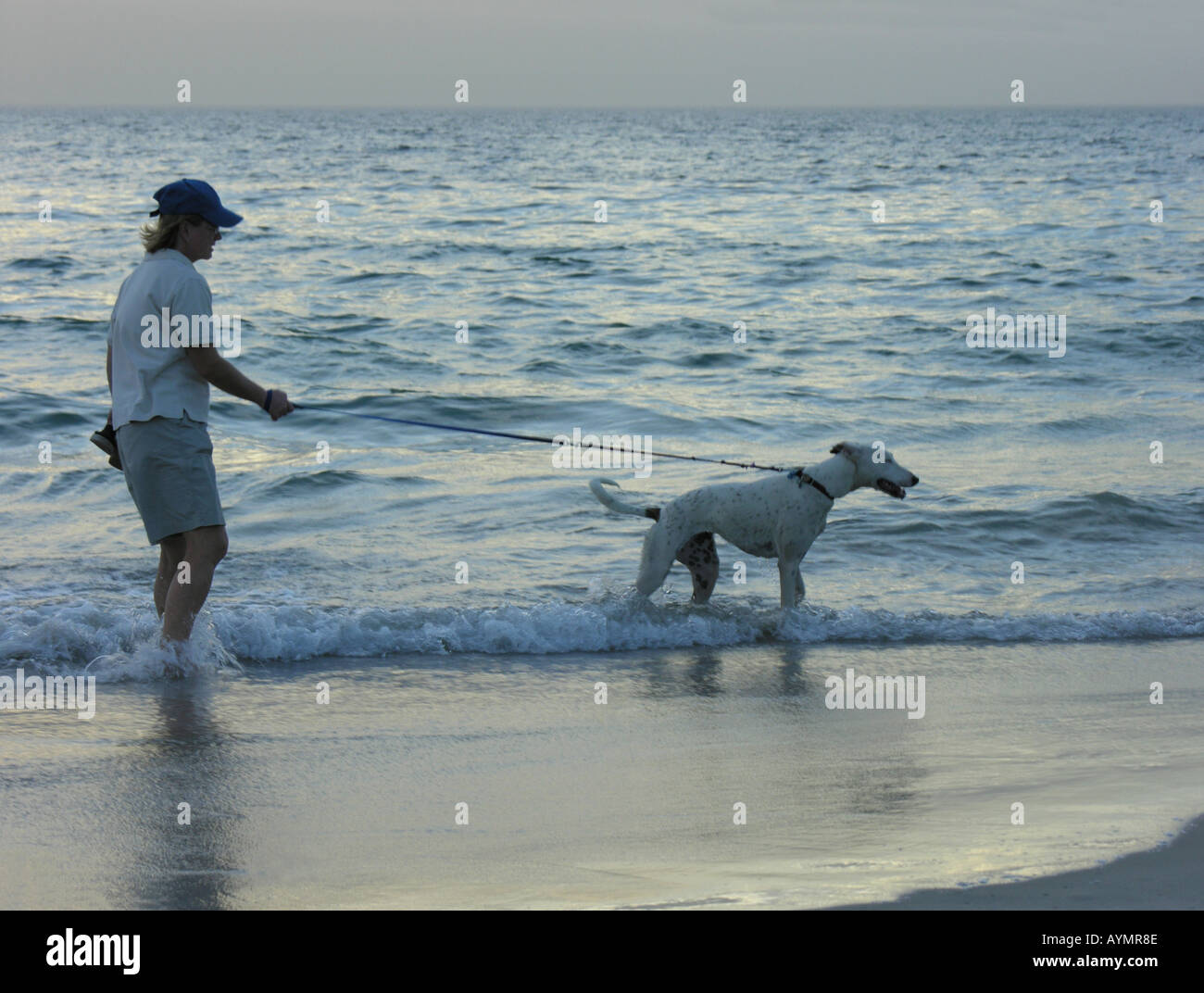 Dog pulled on leash hi-res stock photography and images - Alamy