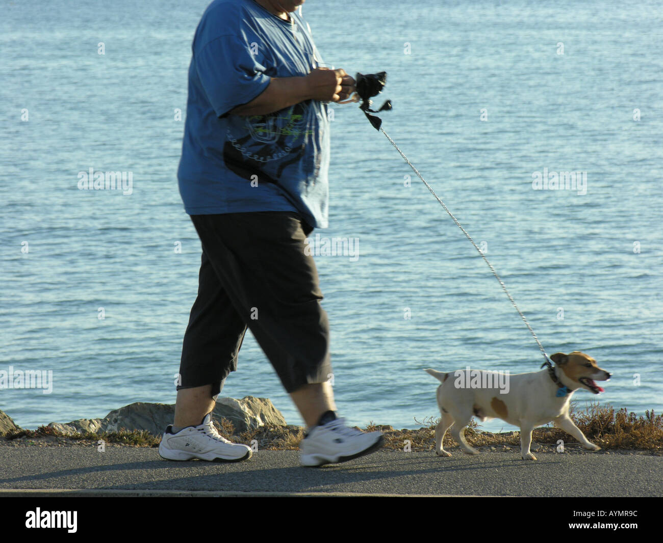 Obese person walking small dog on leash Stock Photo - Alamy