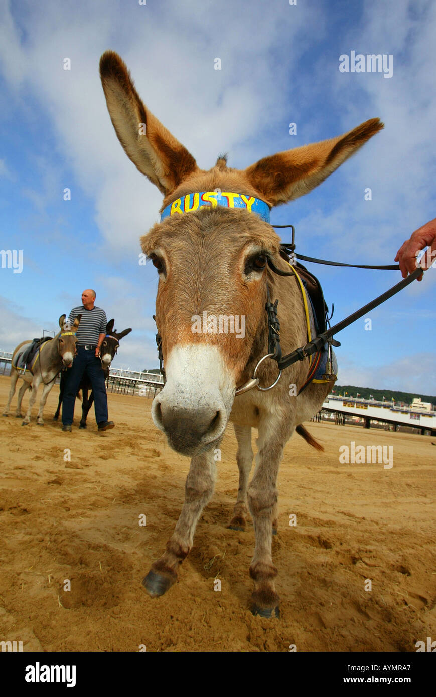 Donkey Beach High Resolution Stock Photography and Images - Alamy