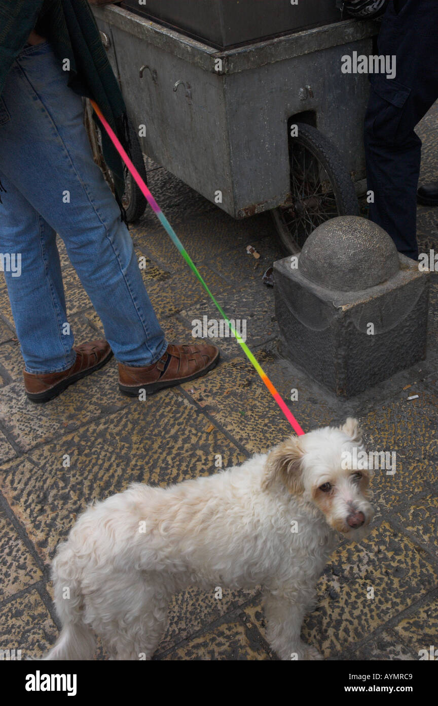 Israel Jerusalem Jaffa Gate small white dog on a rainbow colours leash ...