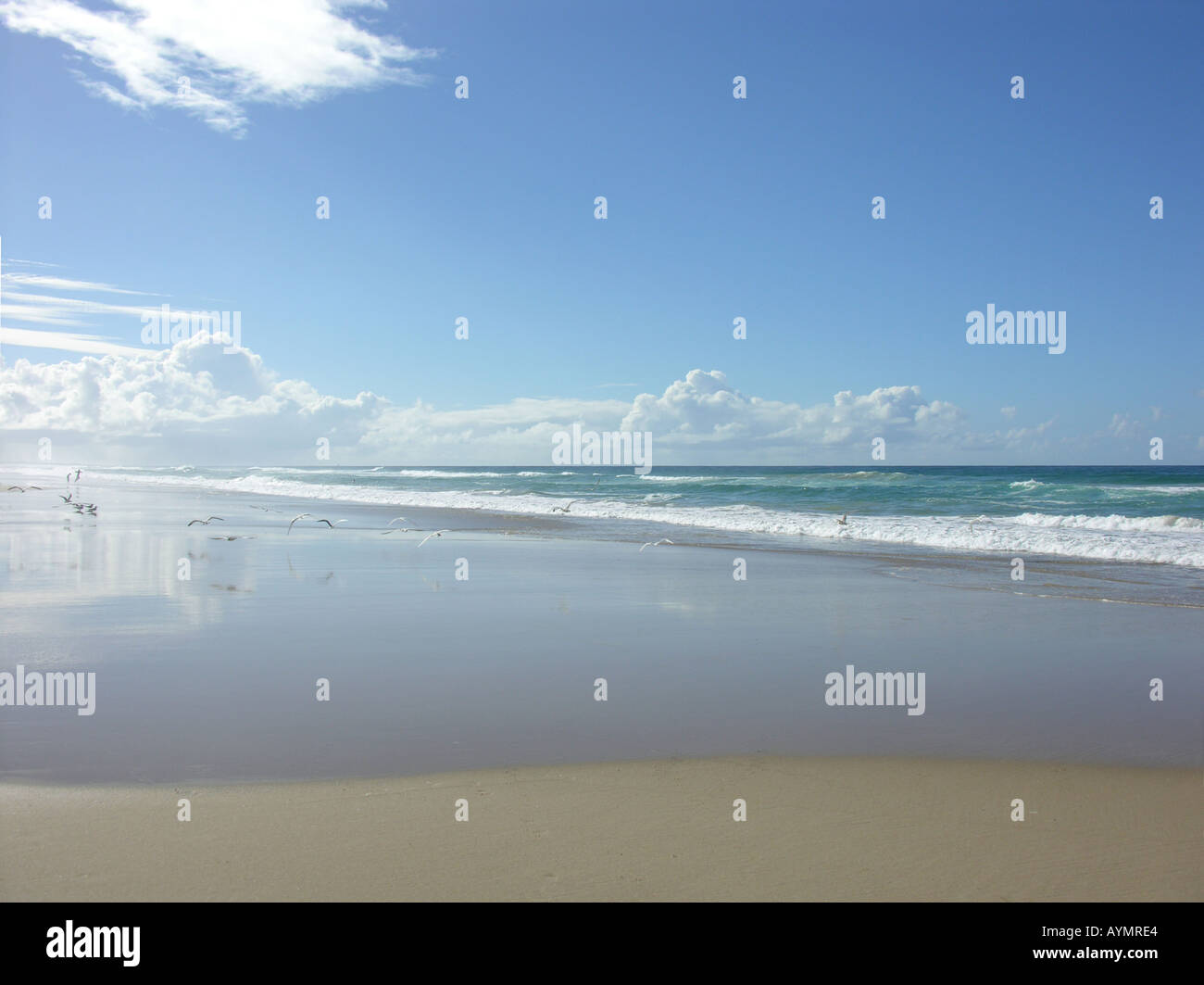 Sea birds flying over beach Children playing in the distance Stock ...