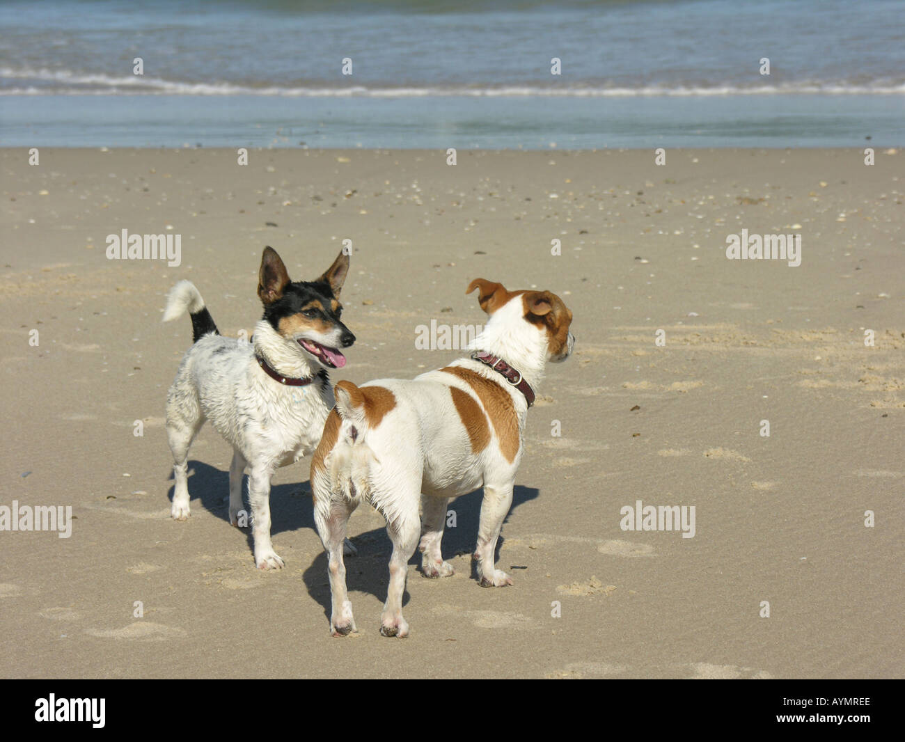 Two small dogs on beach Stock Photo - Alamy