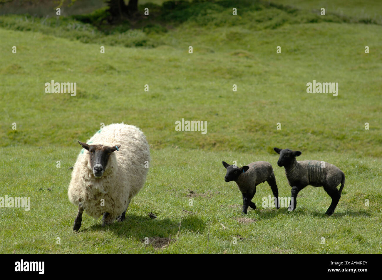 Sheep and lambs, Lympne, Kent, England Stock Photo - Alamy