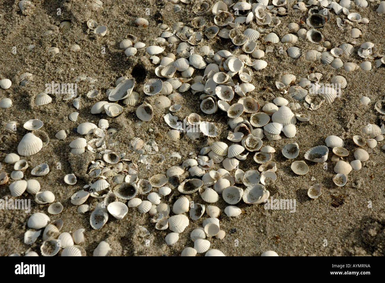 Sea shells on the beach Stock Photo - Alamy