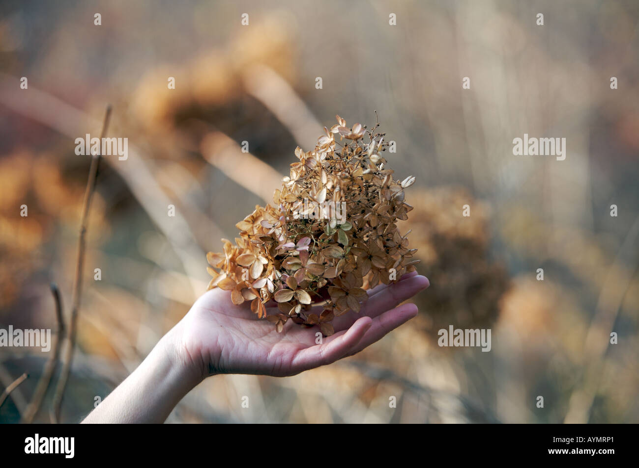 Reviving the dead hi-res stock photography and images - Alamy