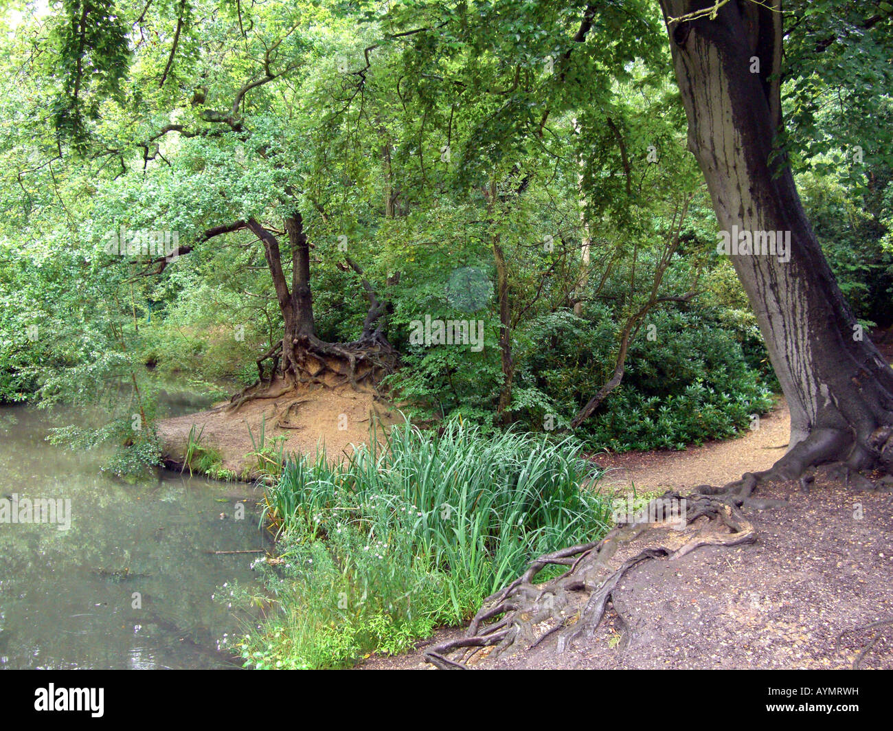 Trees on bank, Epping Forest Stock Photo - Alamy