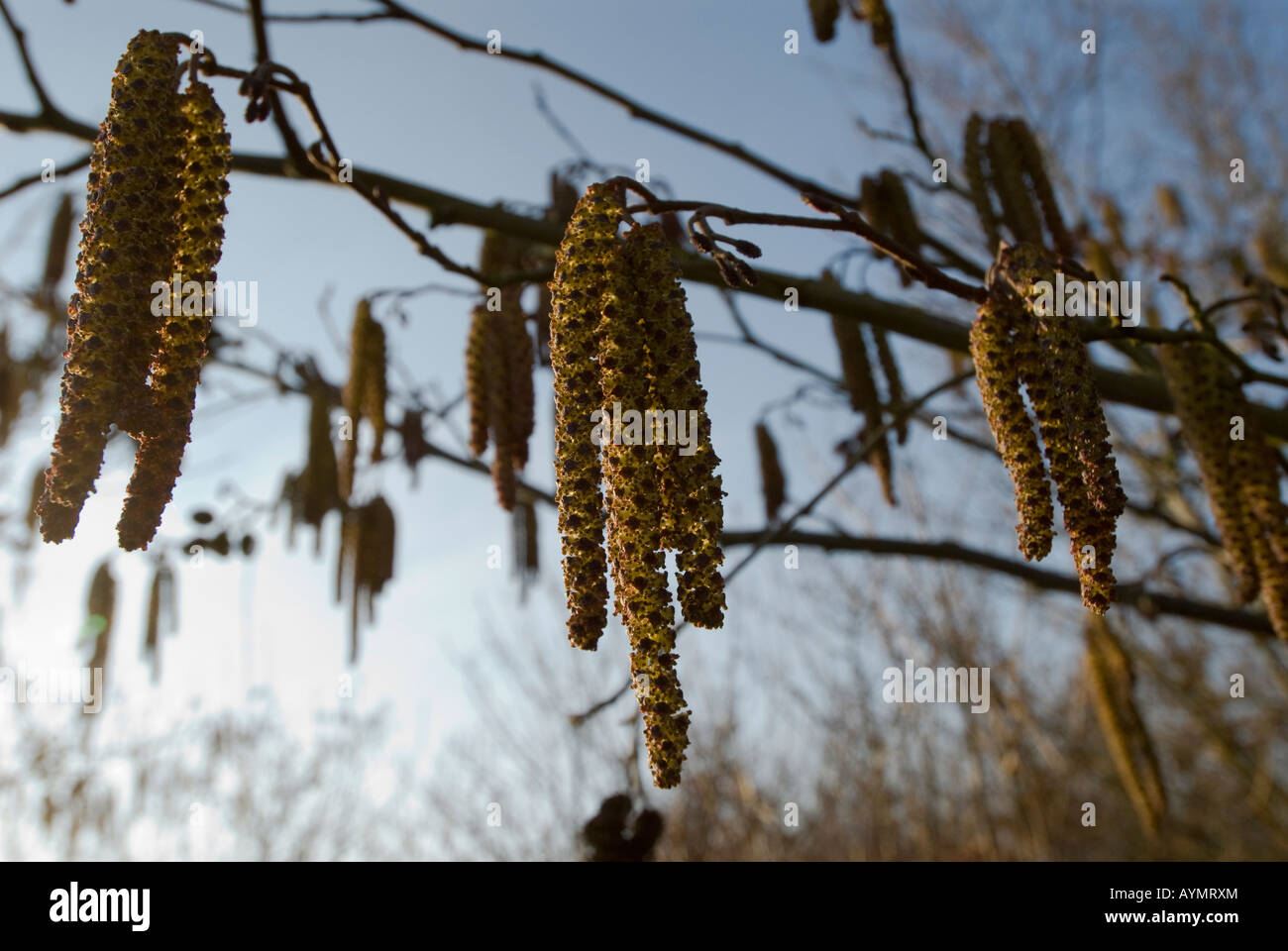 Betula, Silver Birch, in early spring Stock Photo - Alamy