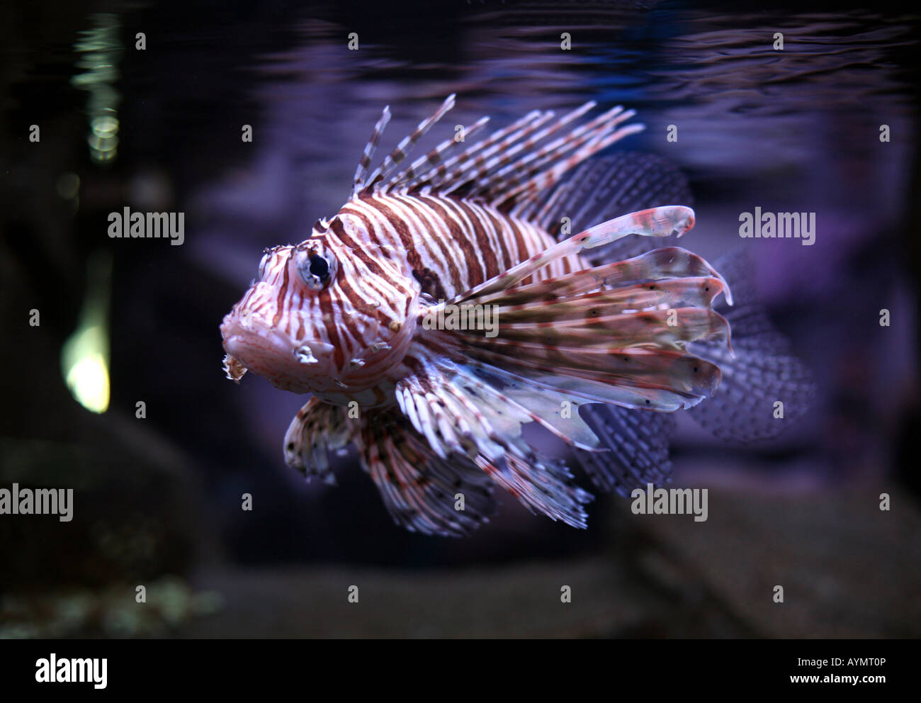 Devil firefish also known as a Devil lionfish (Pterios miles Stock ...