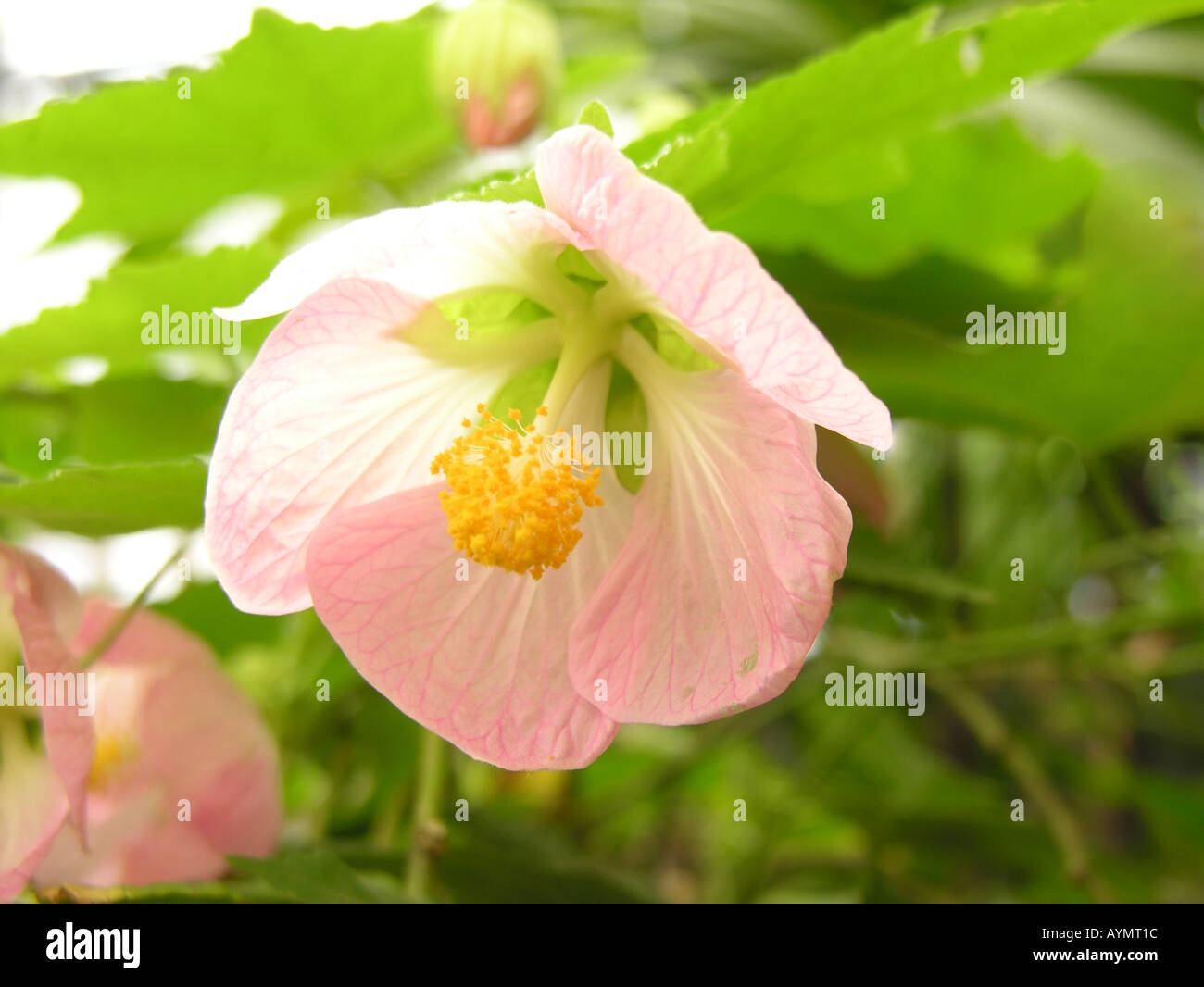 Dwarf Chinese lantern flower Abutilon Stock Photo - Alamy