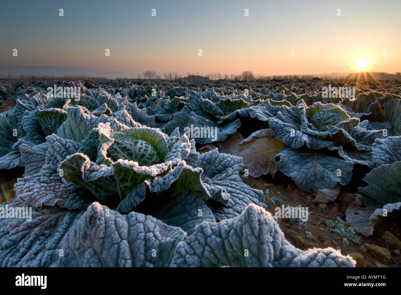 A field of frozen cabbages at sunrise Stock Photo - Alamy