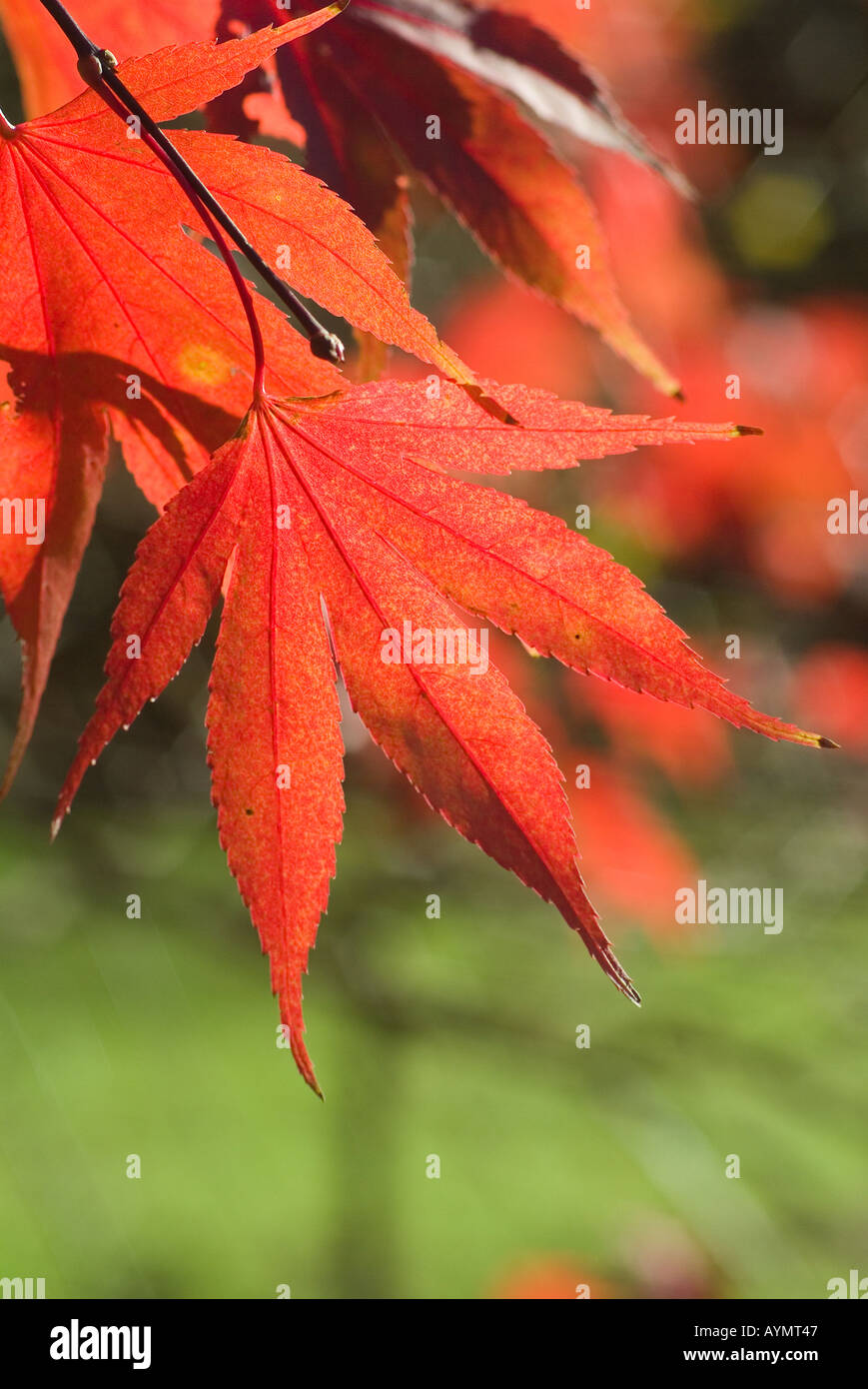 Japanese Maple Leaf Stock Photo - Alamy
