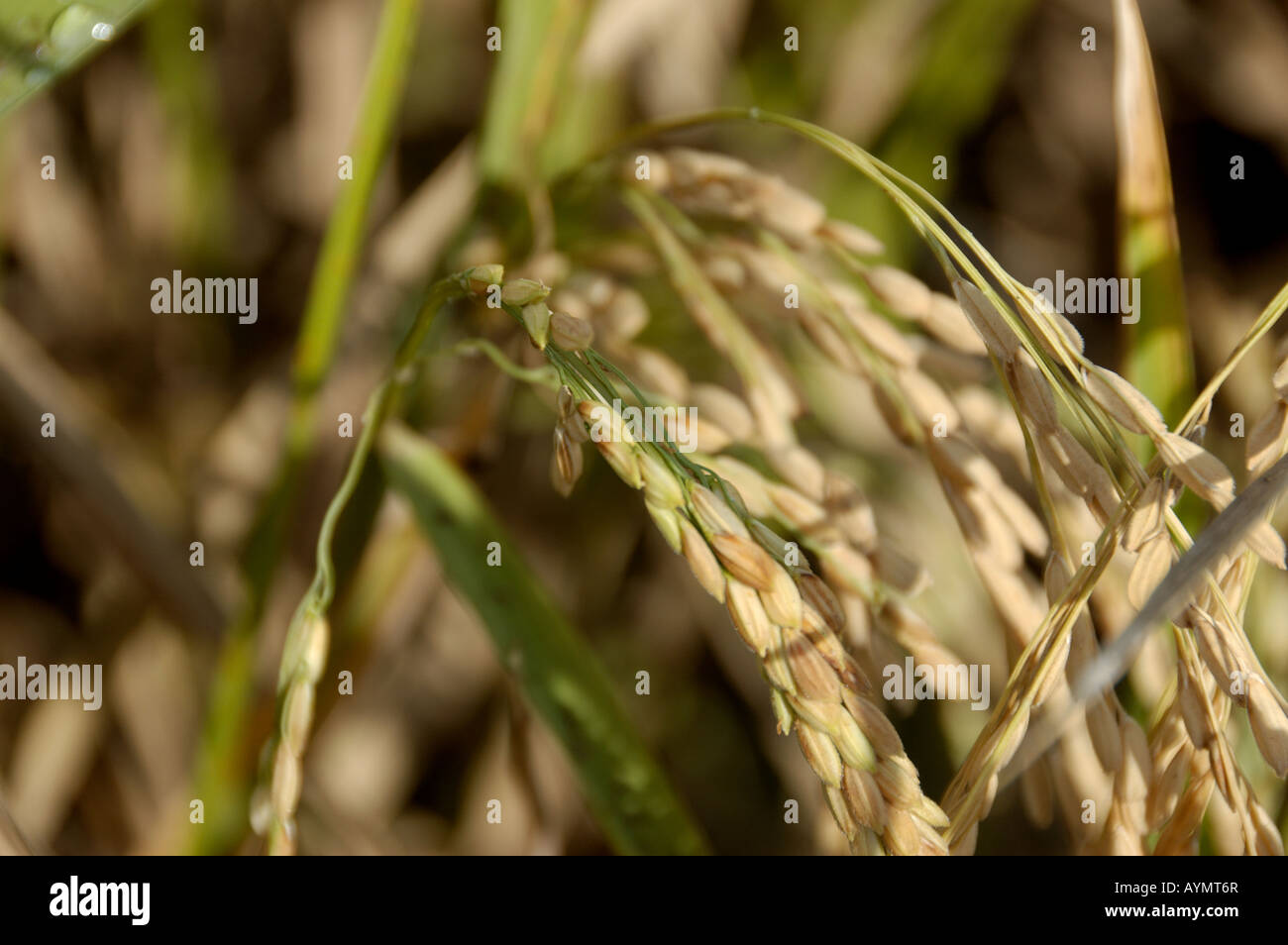 Rice crop in a field in Indonesia Stock Photo - Alamy