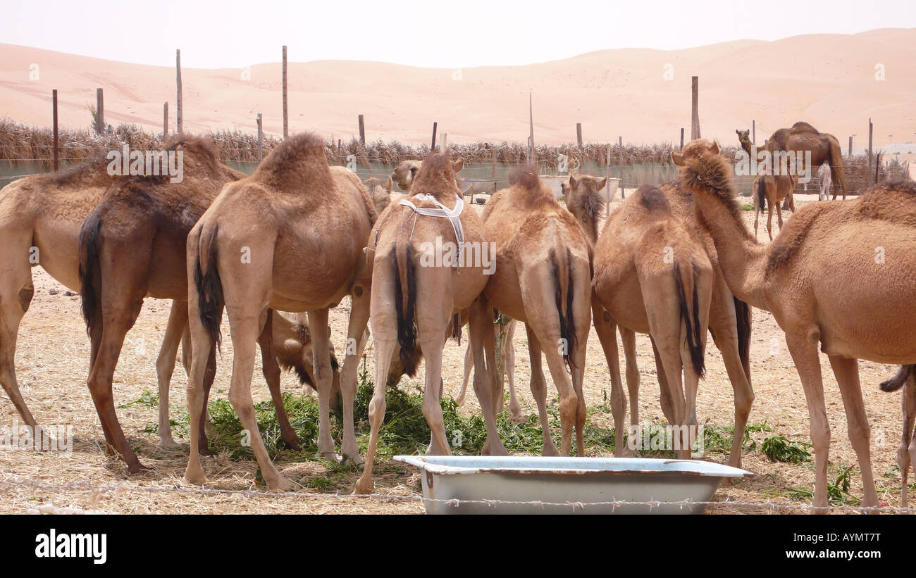 A line of Arabian camels feeding at a camel farm in the Liwa desert ...