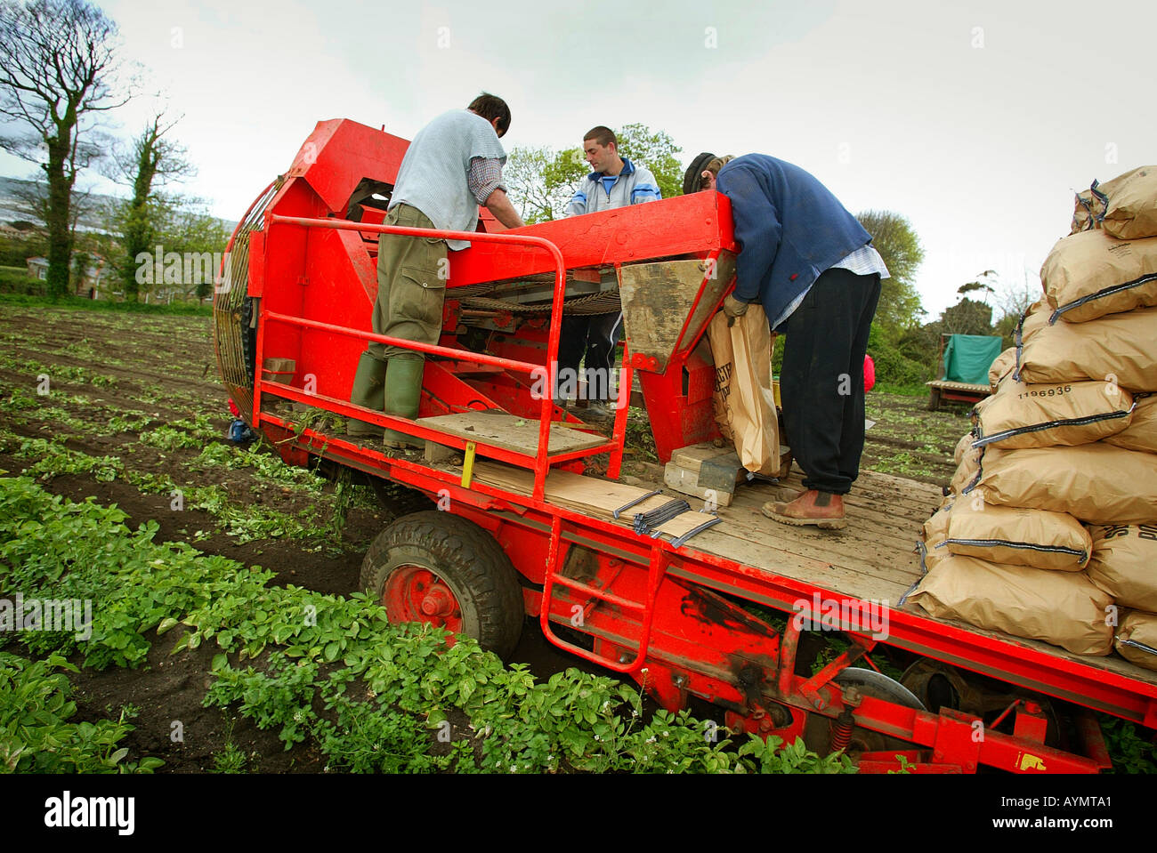 Potato harvest penzance hi-res stock photography and images - Alamy