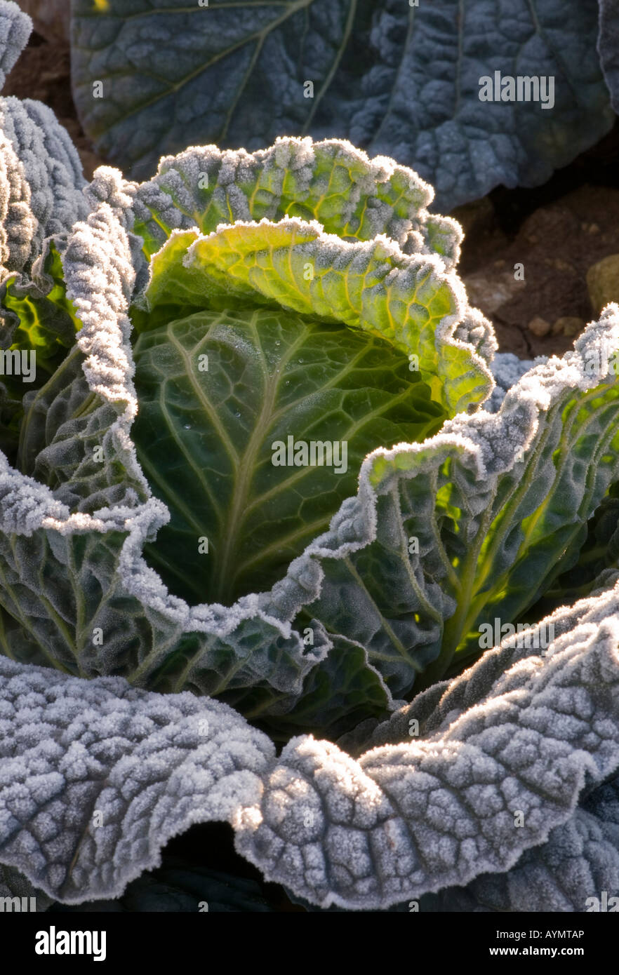 Frozen cabbage leaf hi-res stock photography and images - Alamy