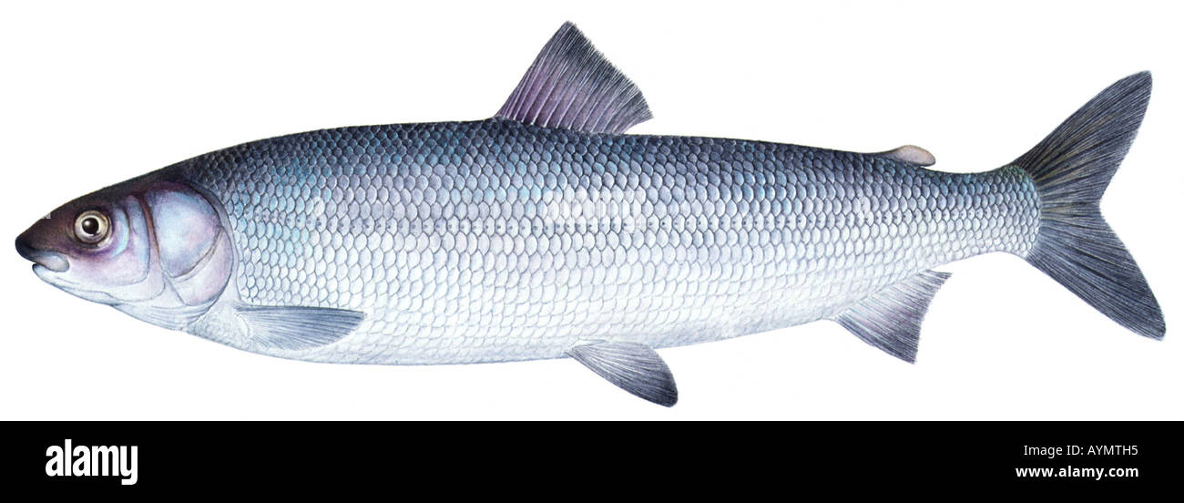 Houting (Coregonus oxyrhynchus), drawing Stock Photo - Alamy