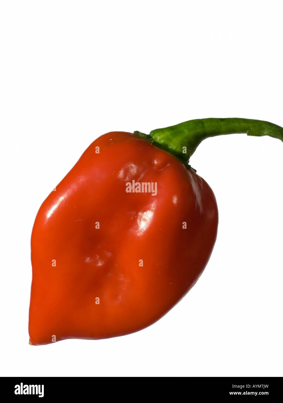 Cut-out of a Habanero chili Stock Photo - Alamy