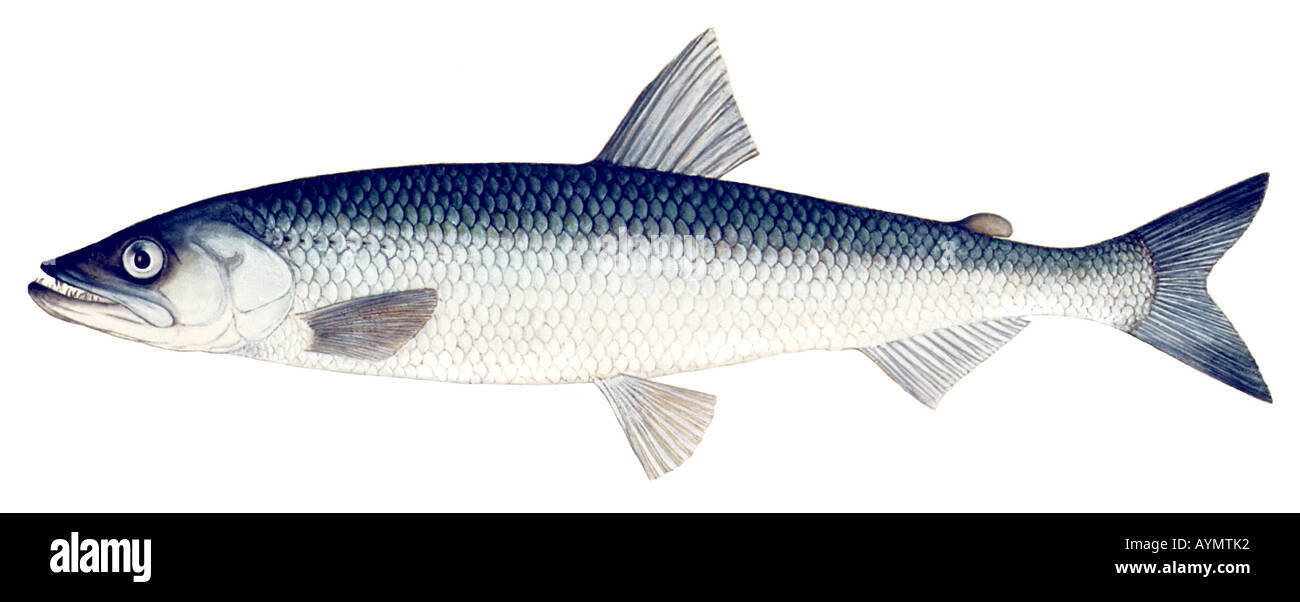 European Smelt Osmerus eperlanus drawing Stock Photo - Alamy