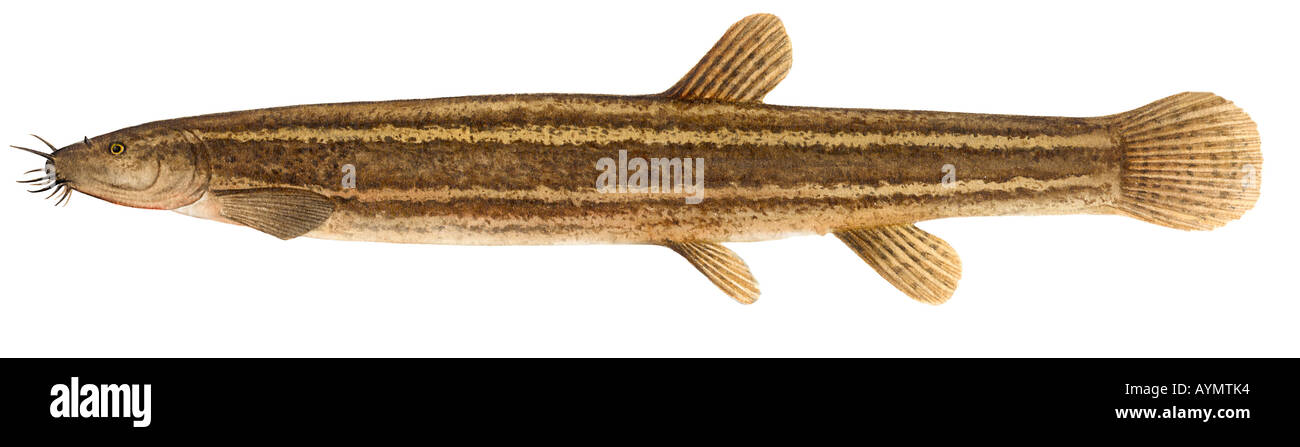 Weather Loach Misgurnus fossilis drawing Stock Photo - Alamy
