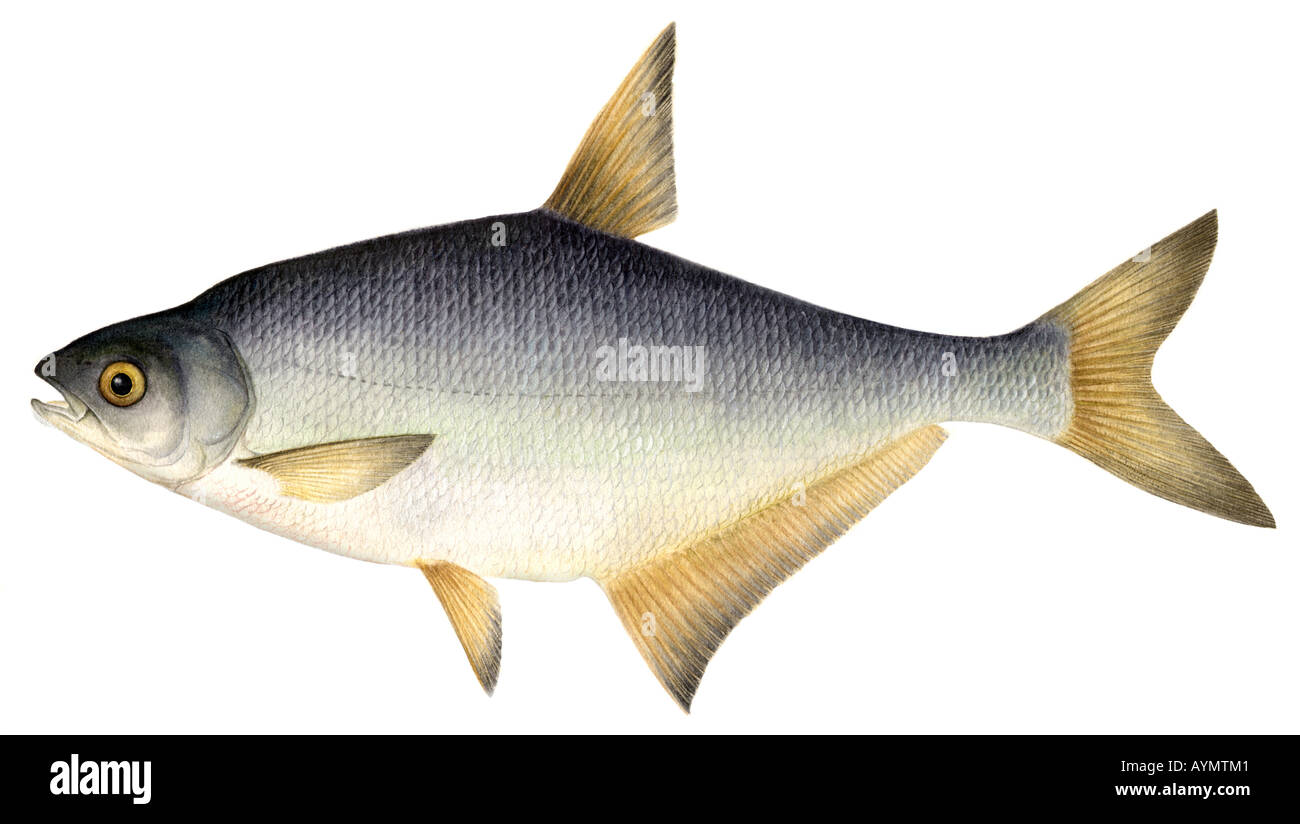 Ballerus zope hi-res stock photography and images - Alamy