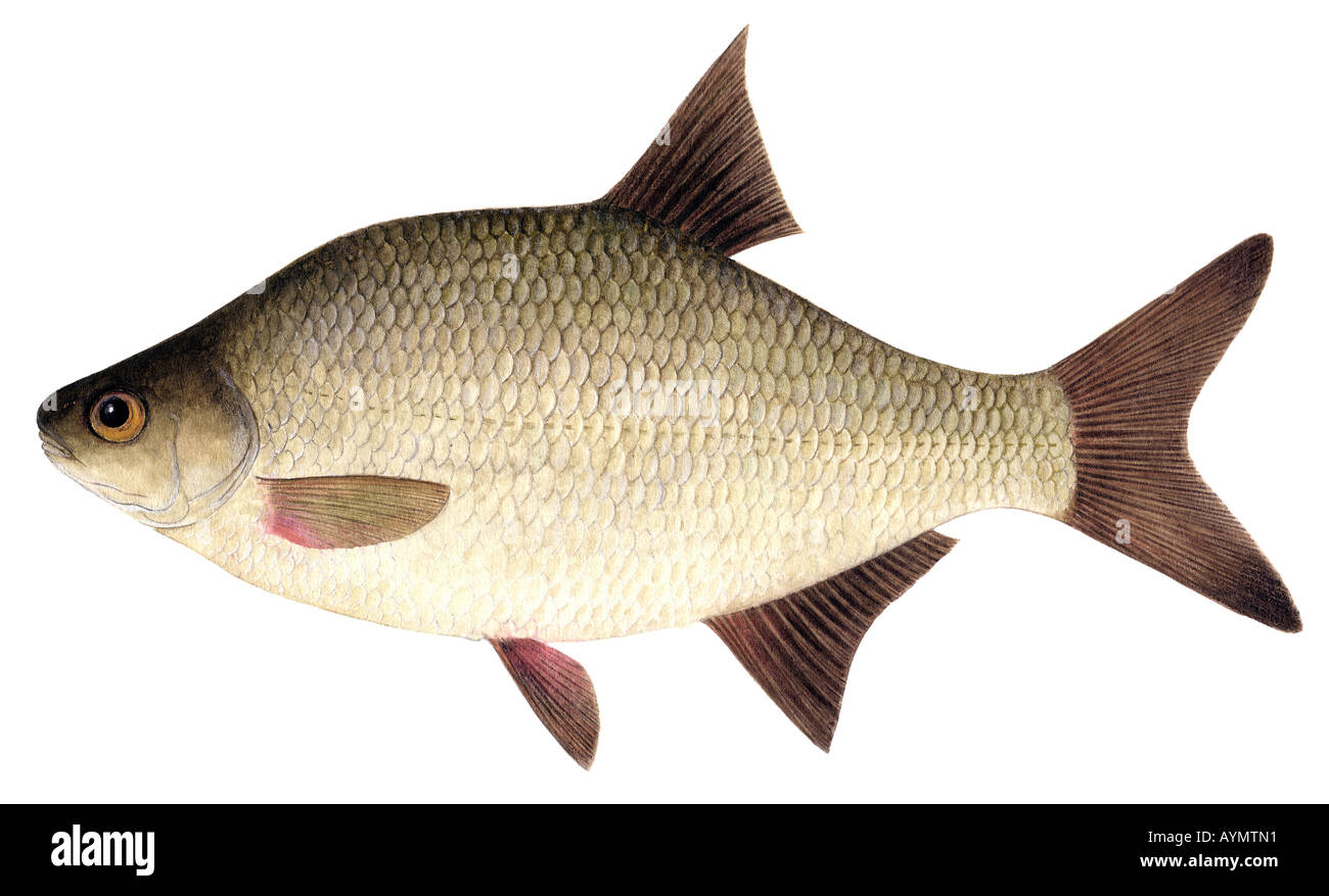 Blicca hi-res stock photography and images - Alamy