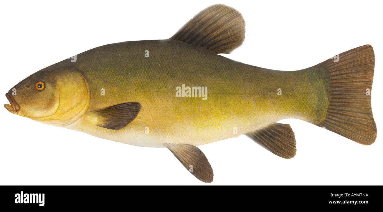 Tench (Tinca tinca), drawing Stock Photo - Alamy