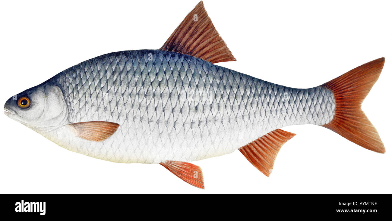 Roach (Rutilus rutilus), drawing Stock Photo - Alamy