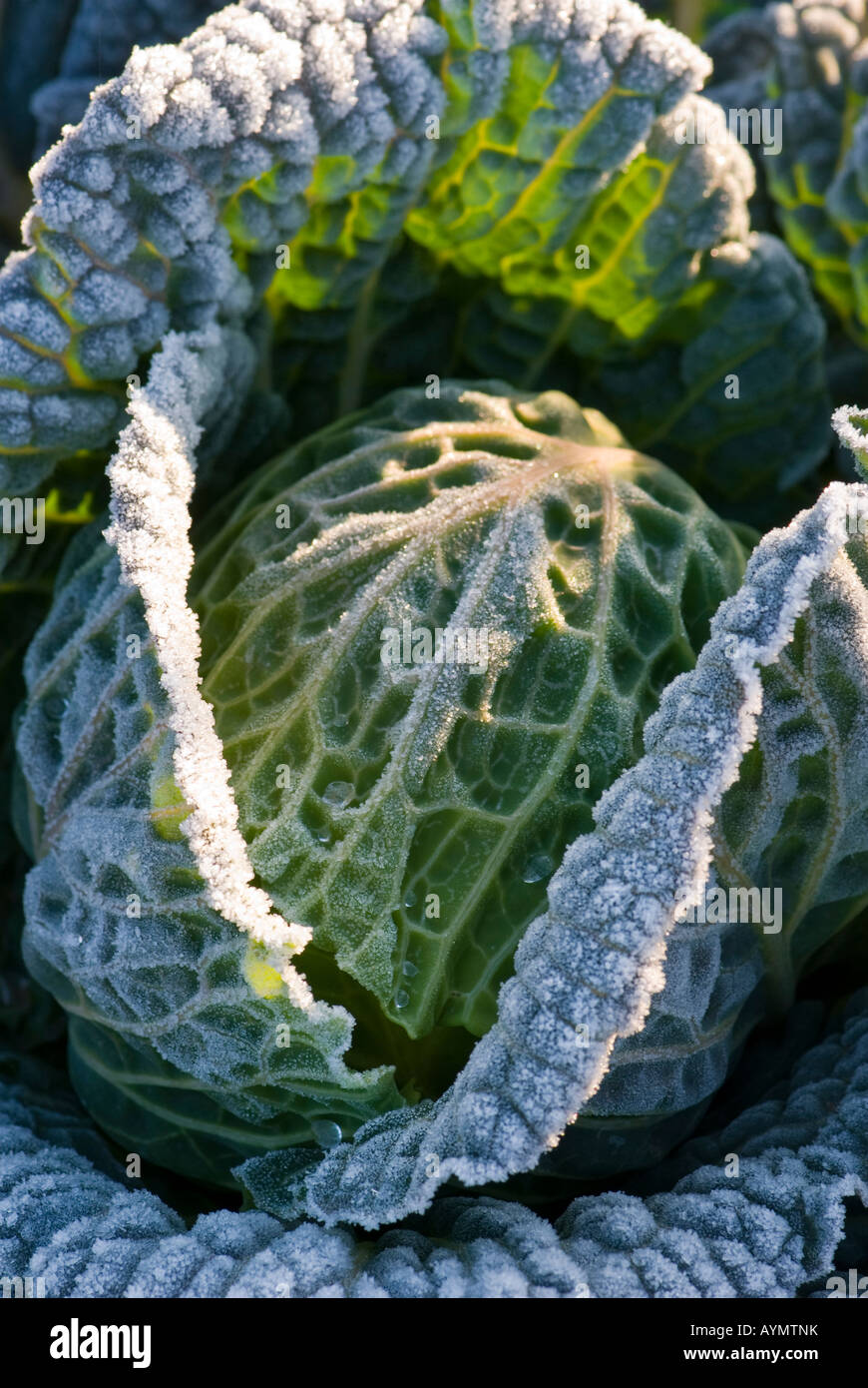 Frozen Cabbages High Resolution Stock Photography and Images - Alamy