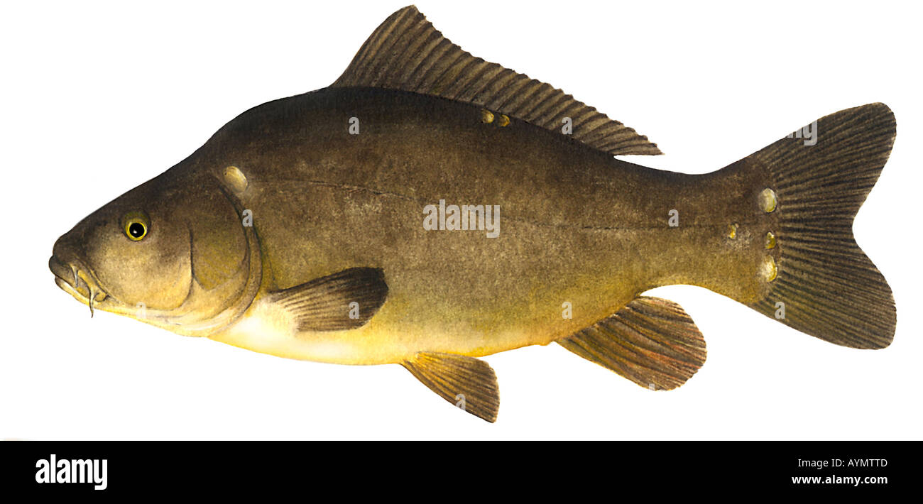 Common Carp, Leathercarp (Cyprinus carpio), drawing Stock Photo - Alamy
