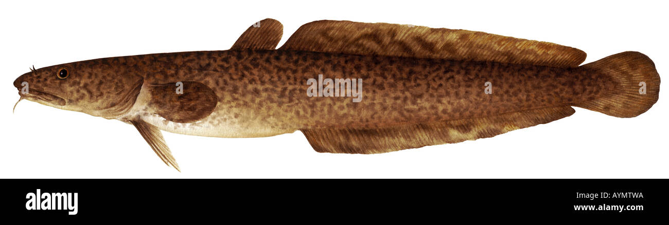 Burbot (Lota lota), drawing Stock Photo - Alamy