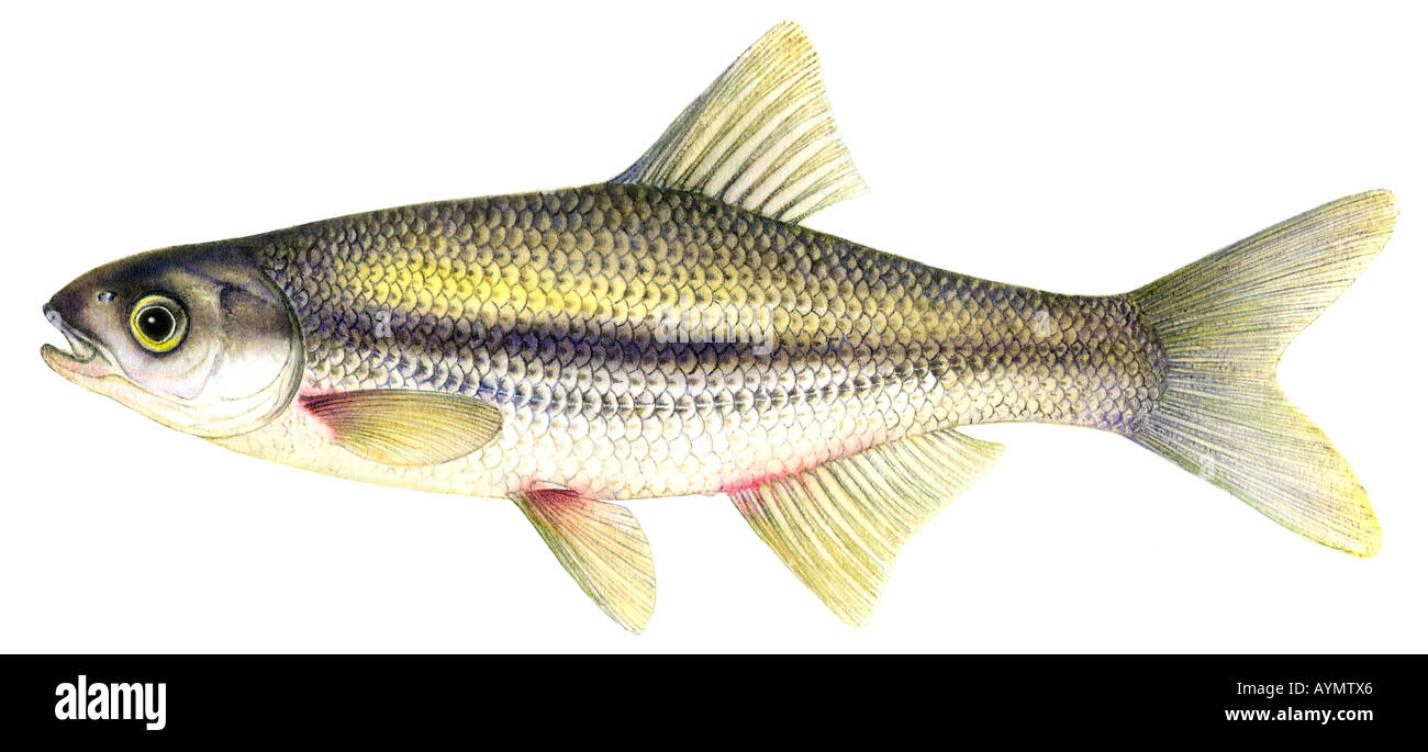 Chub fish Cut Out Stock Images & Pictures - Alamy
