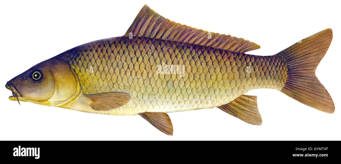 Wild Carp, original Form of the Carp (Cyprinus carpio), drawing Stock ...