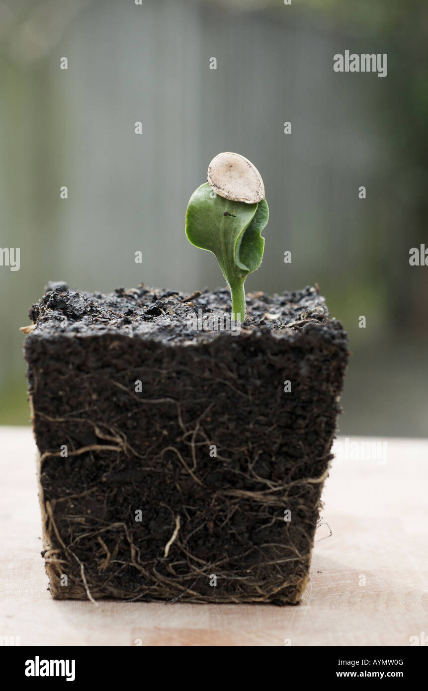 Zucchini [Cucurbita pepo] plant with exposed roots Stock Photo - Alamy