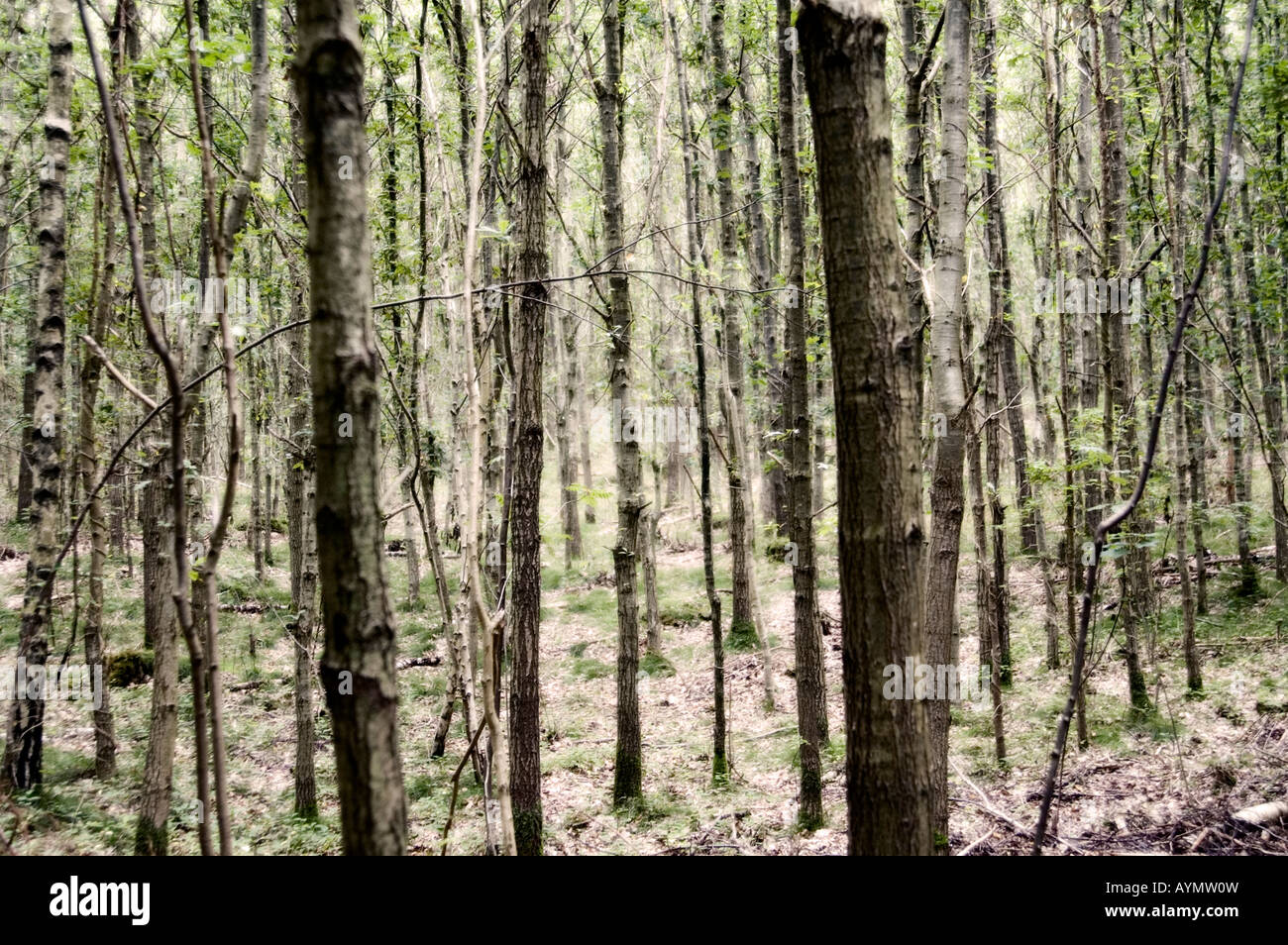 birch forest detail Stock Photo - Alamy